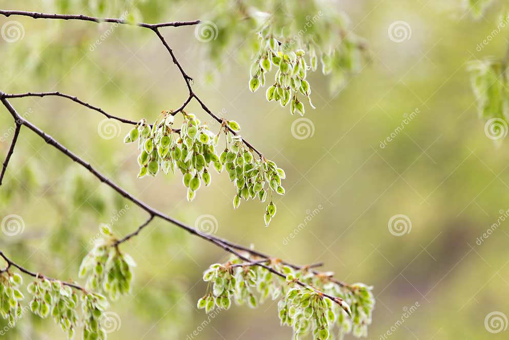 Small Leaves on a Tree in Spring Stock Photo - Image of seasonal, flora ...