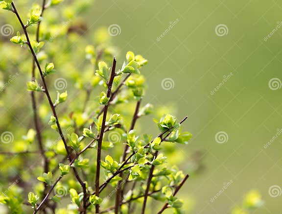 Small Leaves on a Tree in Spring Stock Photo - Image of natural, flora ...