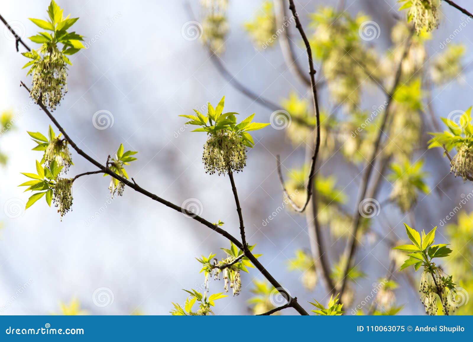 Small Leaves on a Tree in Spring Stock Image - Image of garden ...