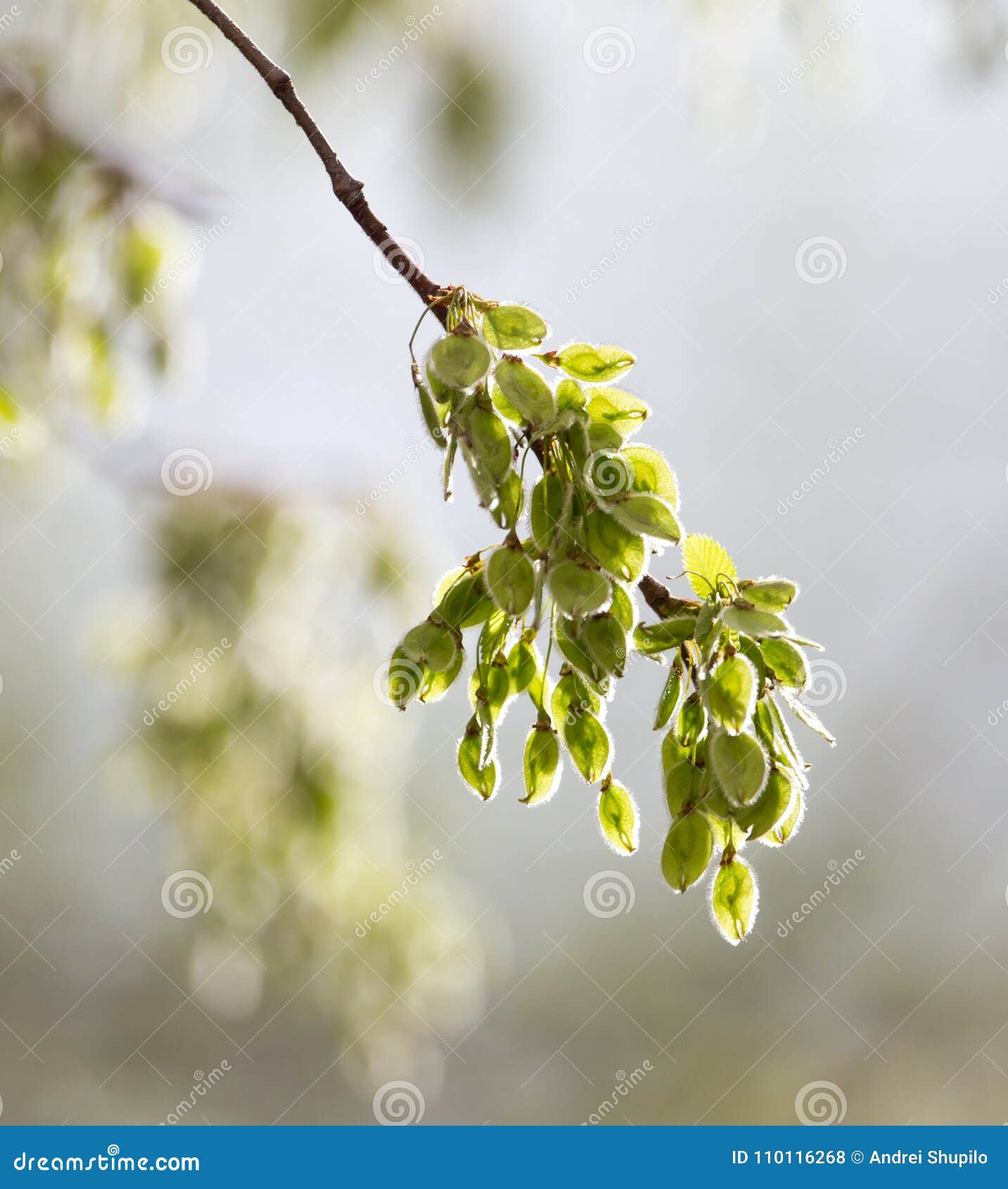Small Leaves on a Tree in Spring Stock Photo - Image of environment ...