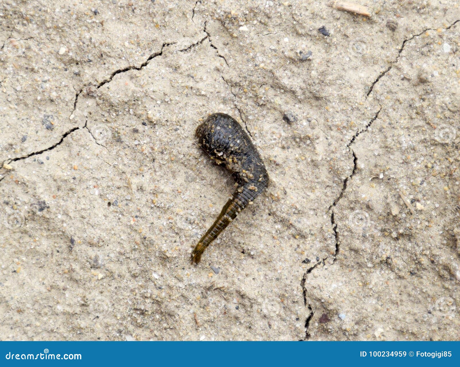 Small Leech Crawls Over Bare Soil in Search of Moisture. Stock Image ...