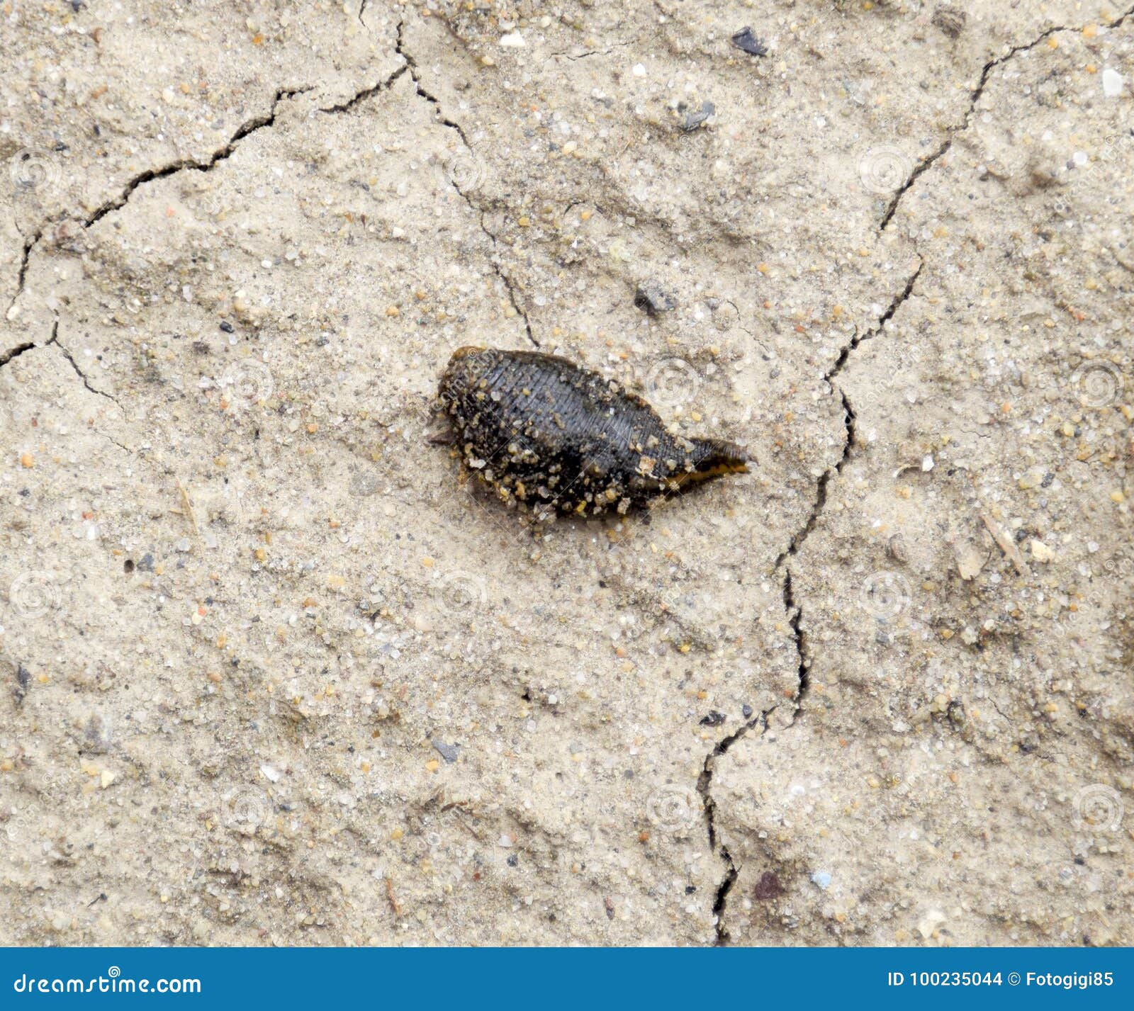 Small Leech Crawls Over Bare Soil in Search of Moisture. Stock Photo ...