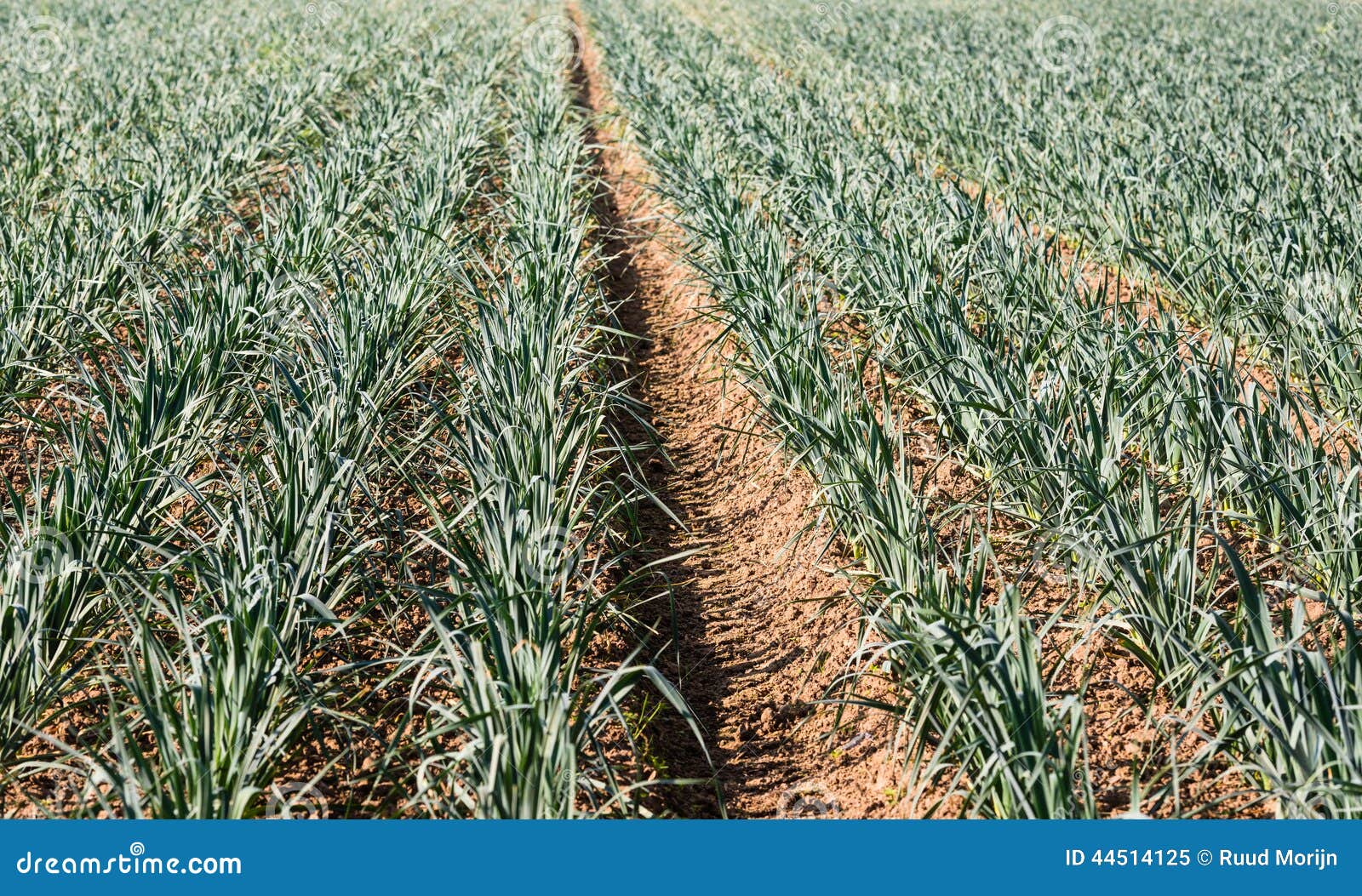 Small Leek plants in rows stock image. Image of cultivation - 44514125