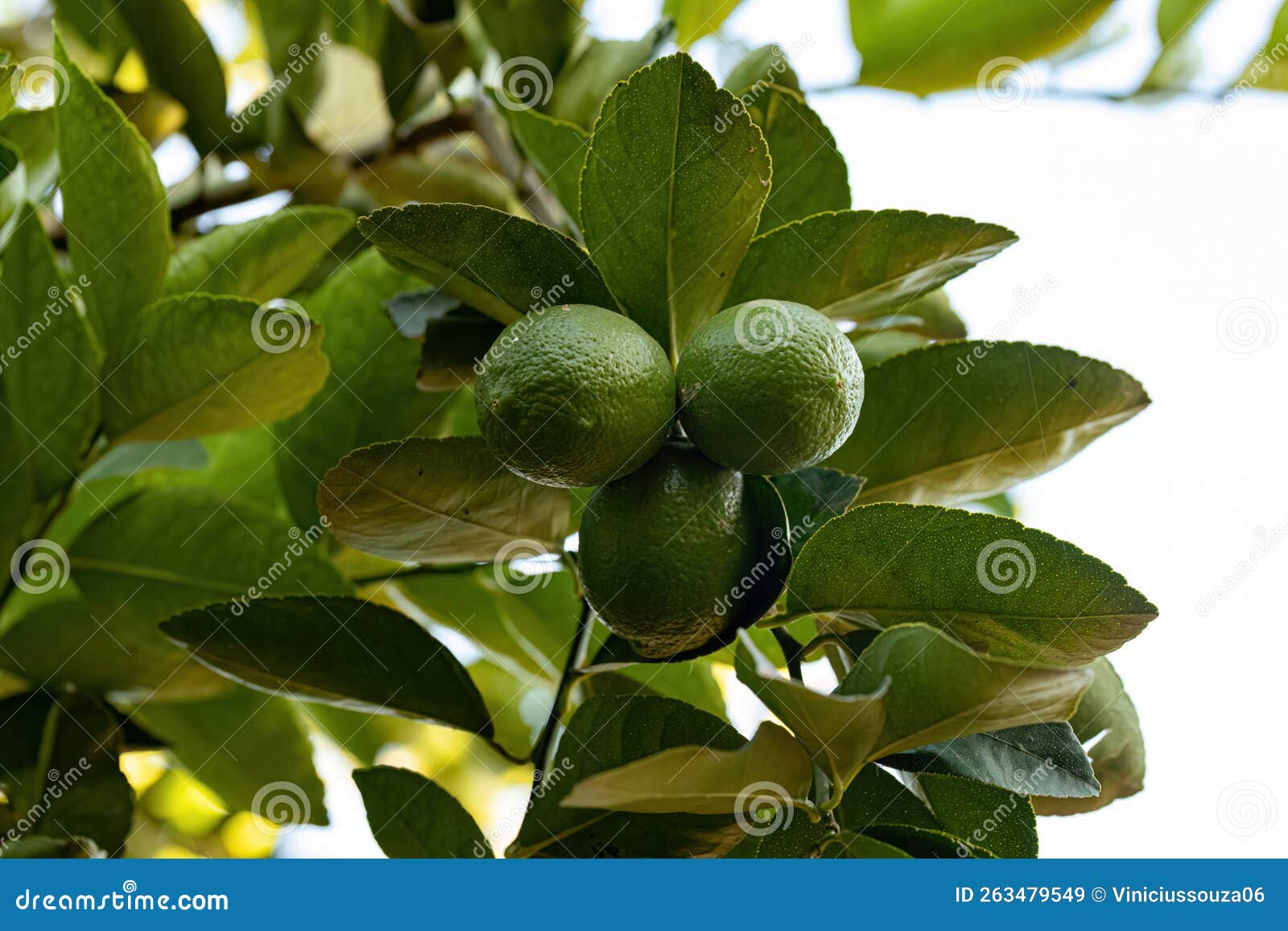 Small Lemon Fruit stock image. Image of natural, lemon - 263479549