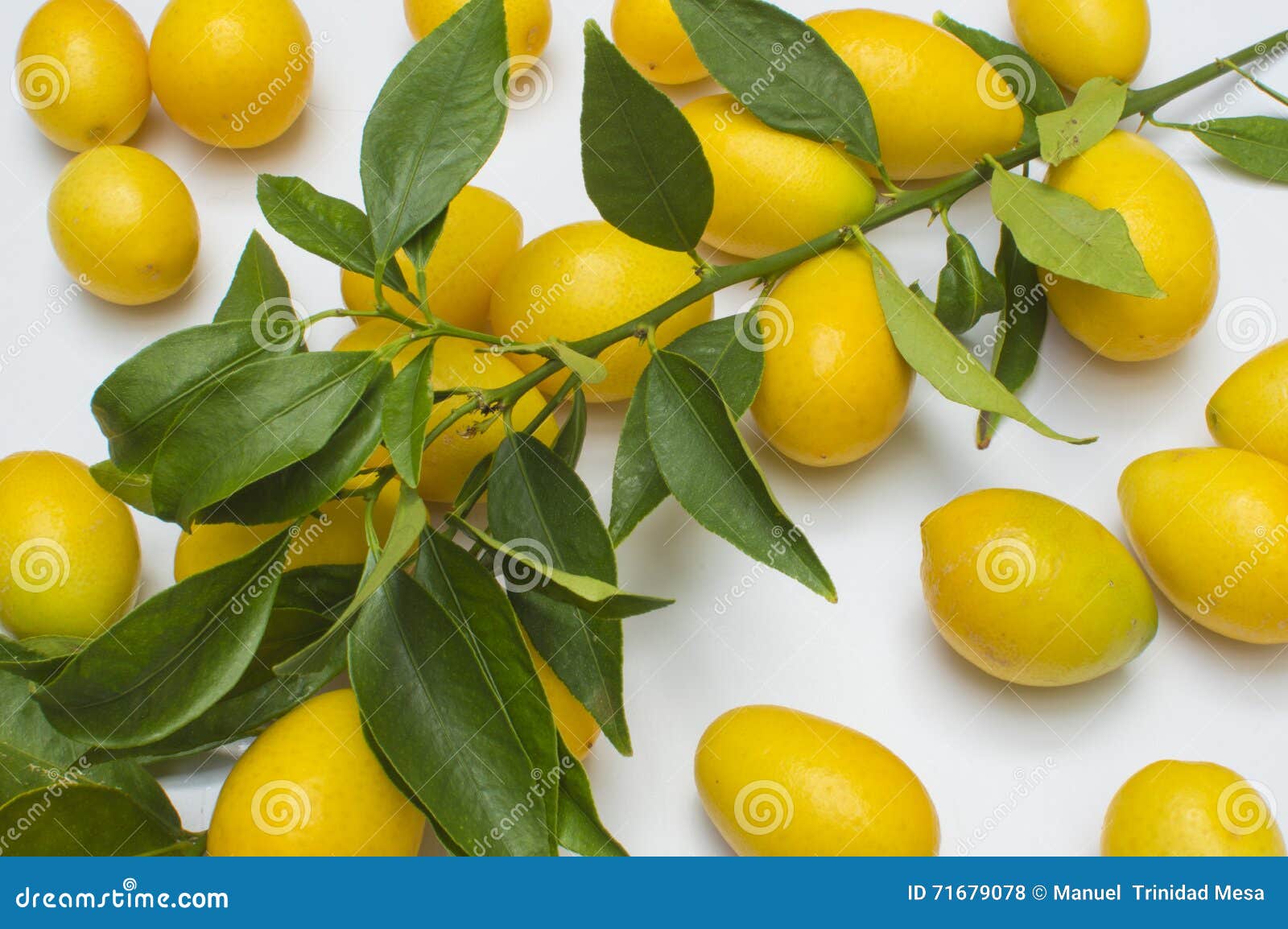 Small lemon with leaves stock photo. Image of lemon, summer - 71679078
