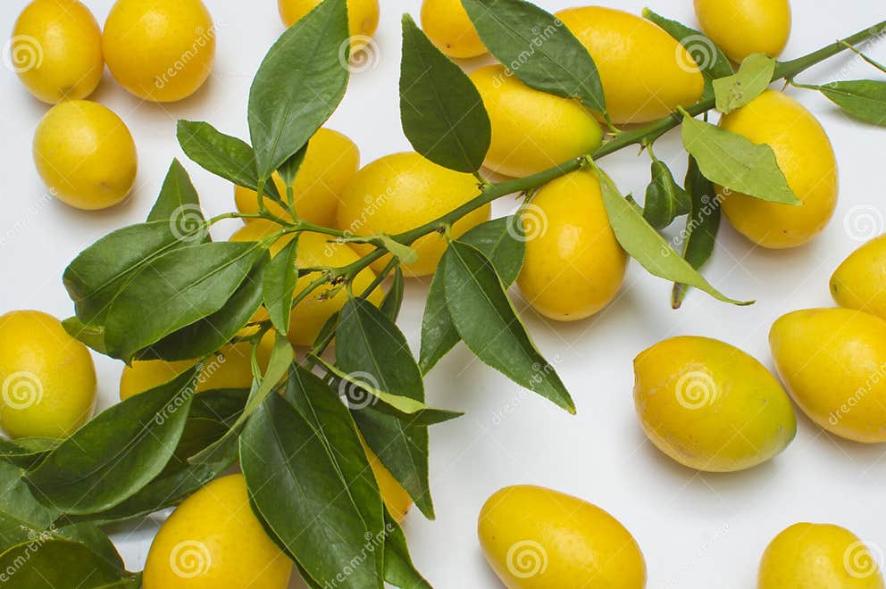 Small lemon with leaves stock photo. Image of lemon, summer - 71679078