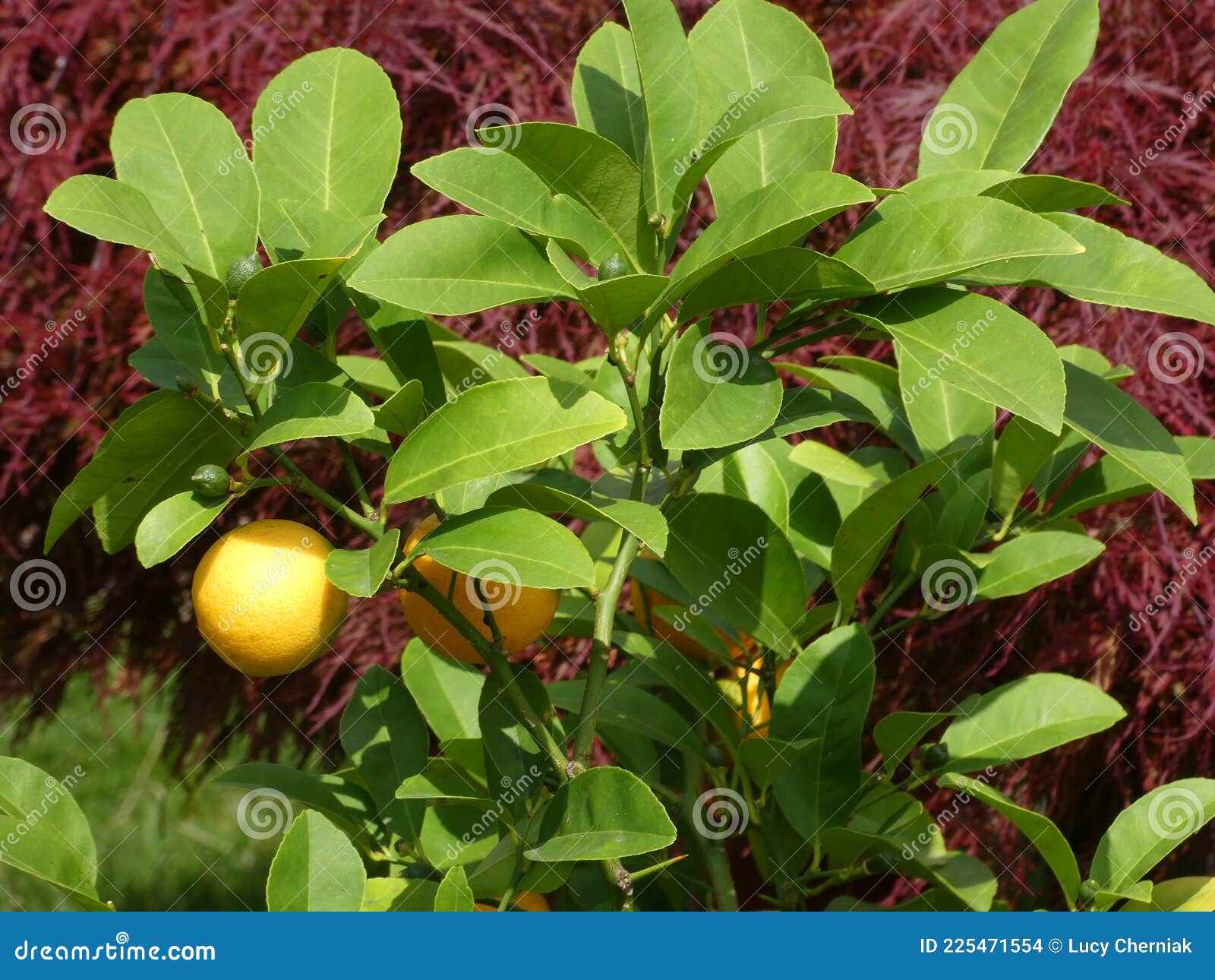 Small Lemons stock photo. Image of green, small, plant - 225471554