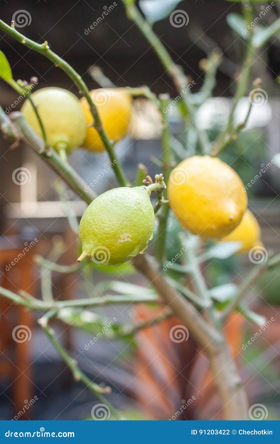 Small Lemon Tree in the Garden Stock Photo - Image of plant, harvest ...