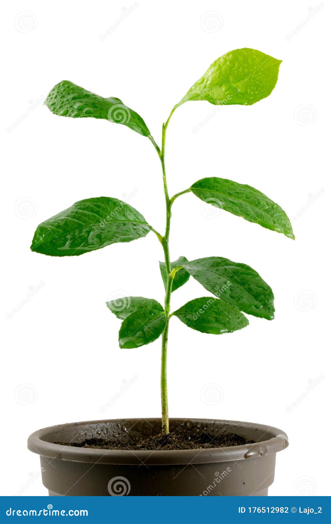 Small lemon tree stock photo. Image of cultivated, citrus - 176512982