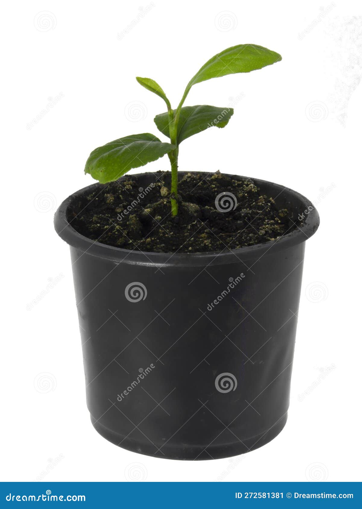 A Small Lemon Tree in a Pot is Grown from a Seed. a Plant in a Pot on a ...