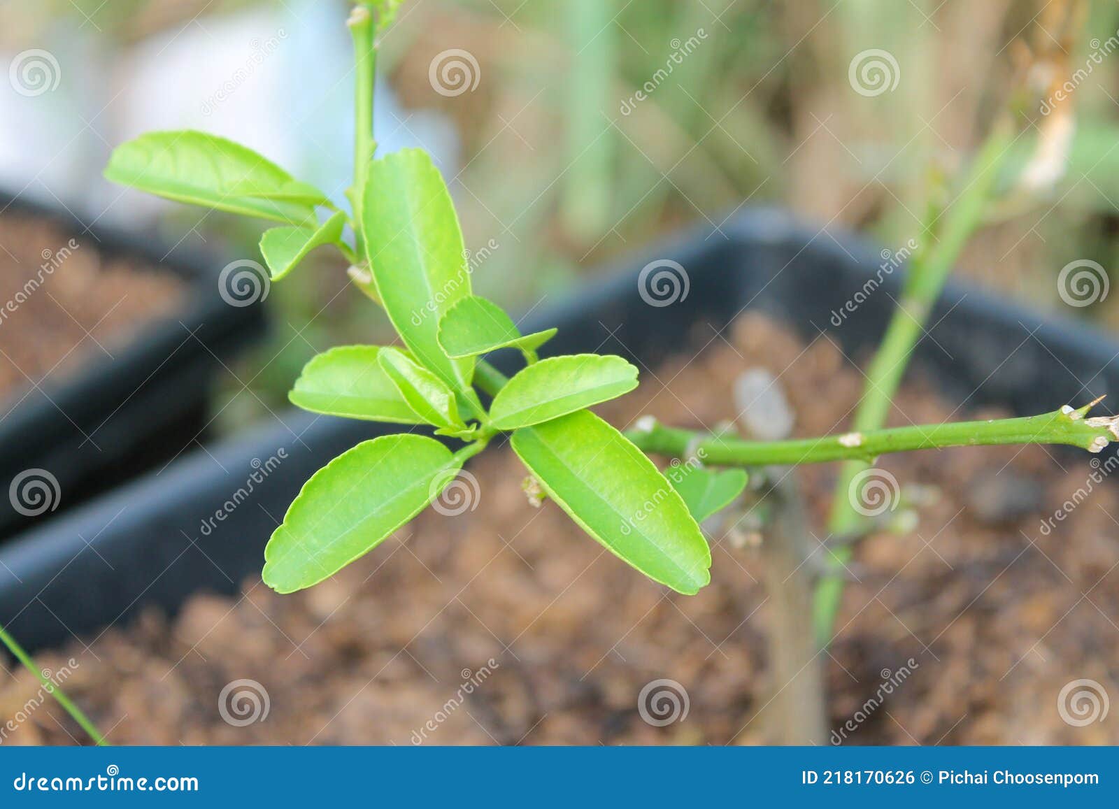 A Small Lemon Tree in a Pot There Was a Little Bit of Leaves Stock ...
