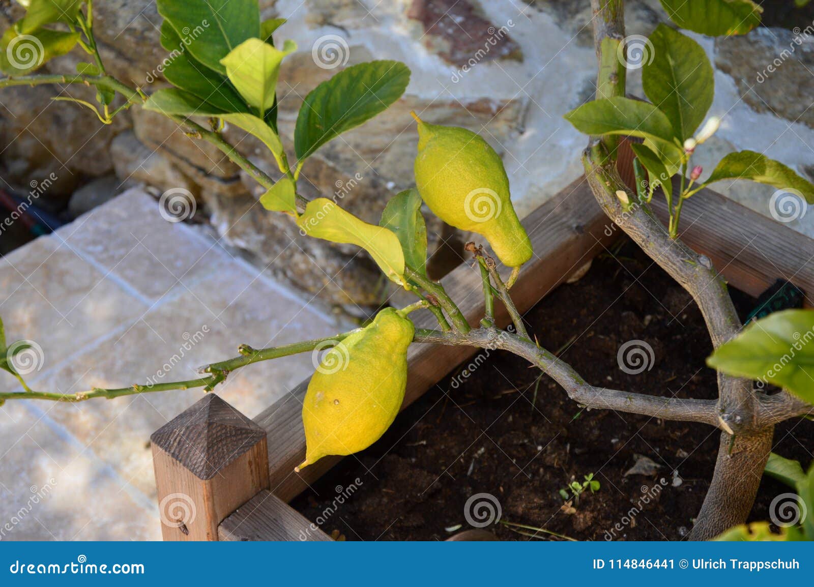 A small lemon tree stock image. Image of summer, france - 114846441