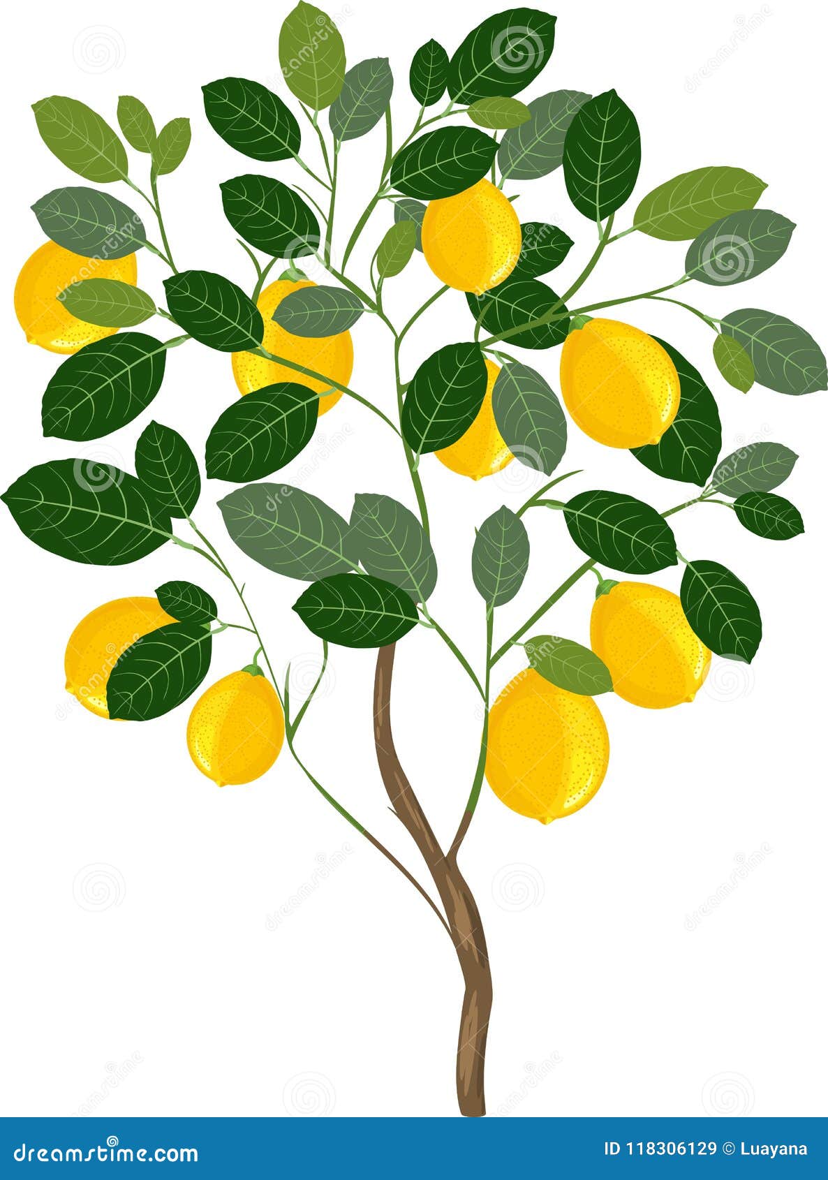 Lemon Tree Growth Stages. Vector Illustration. Ripening Period ...