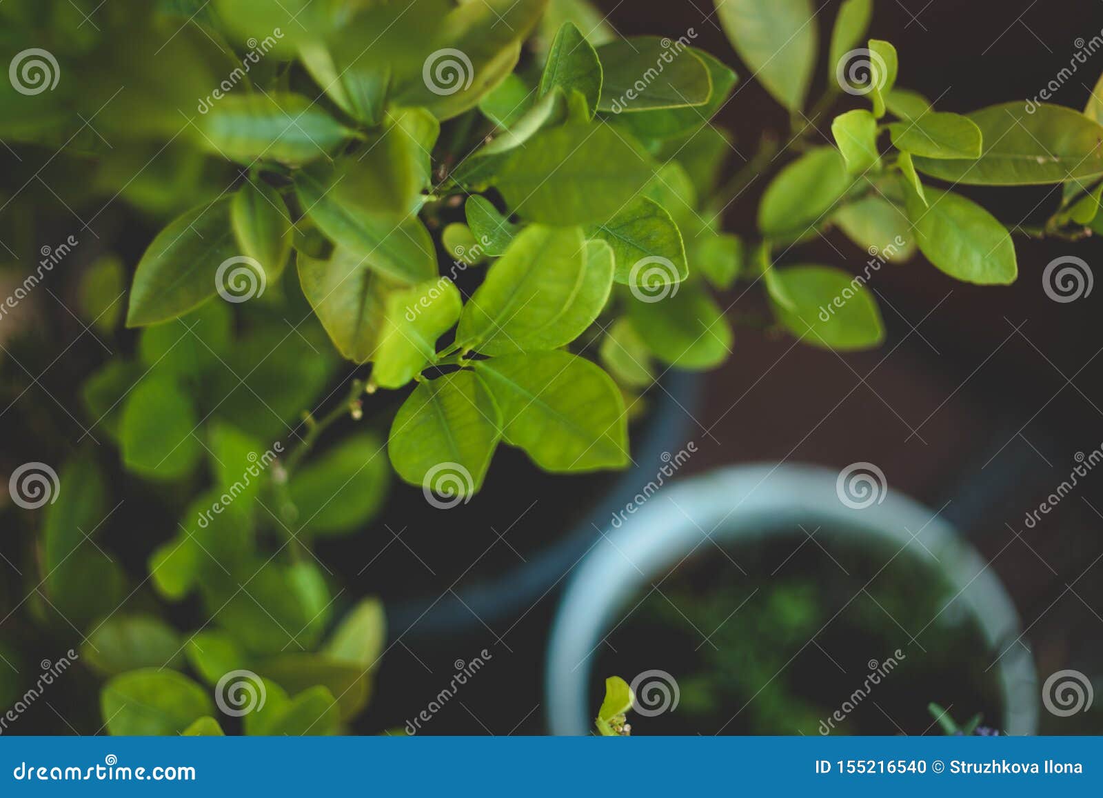 Small Lemon Tree in Your Balcony. Natural Background Stock Photo ...