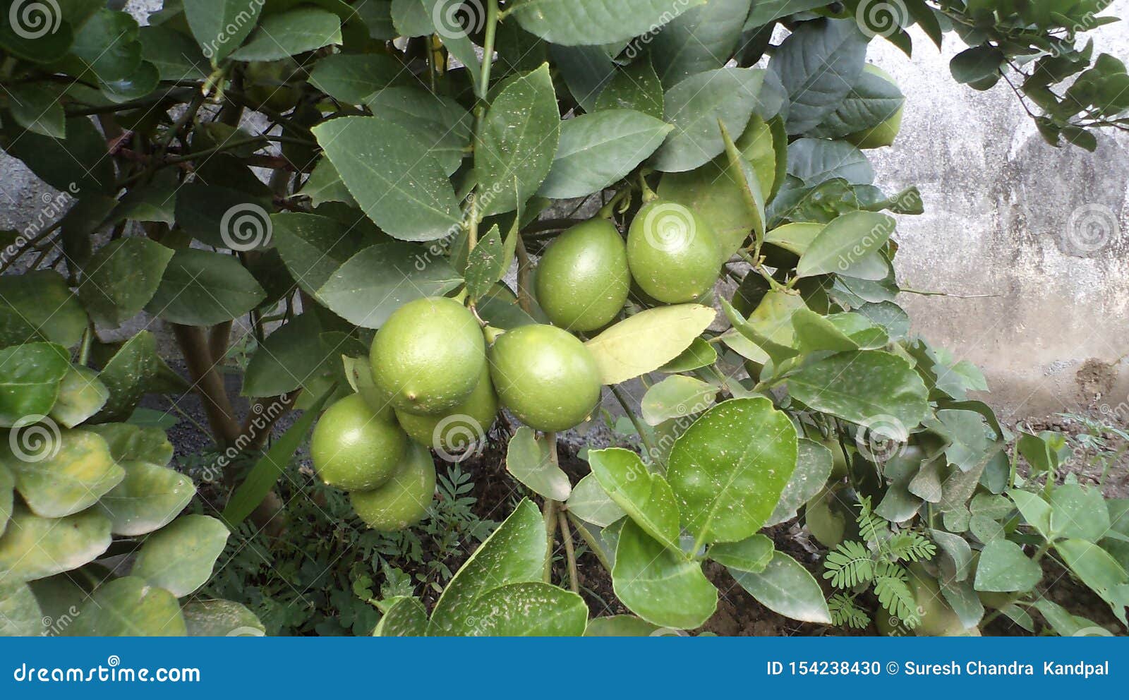 Small Lemons Swinging on the Cast Stock Photo - Image of tree, cast ...