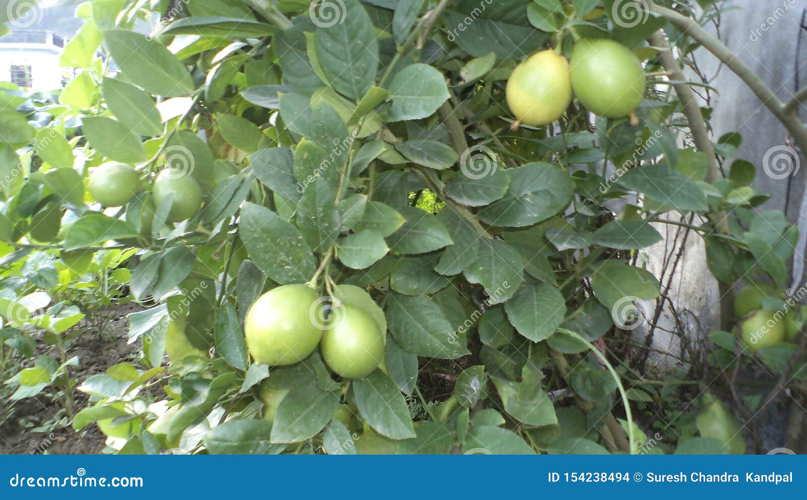 1,627 Small Lemons Photos - Free & Royalty-Free Stock Photos from ...