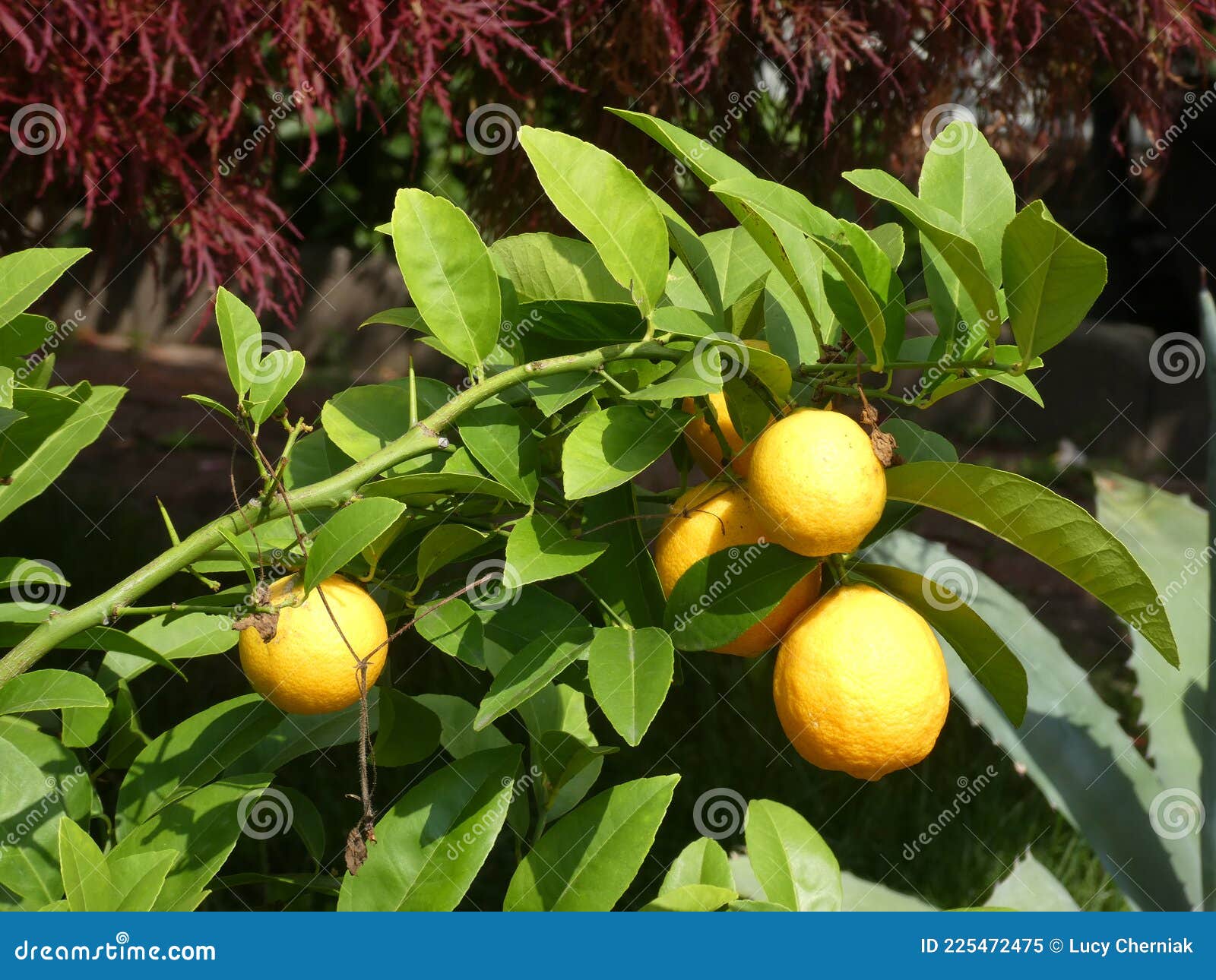Small Lemons stock image. Image of leaf, nature, color - 225472475