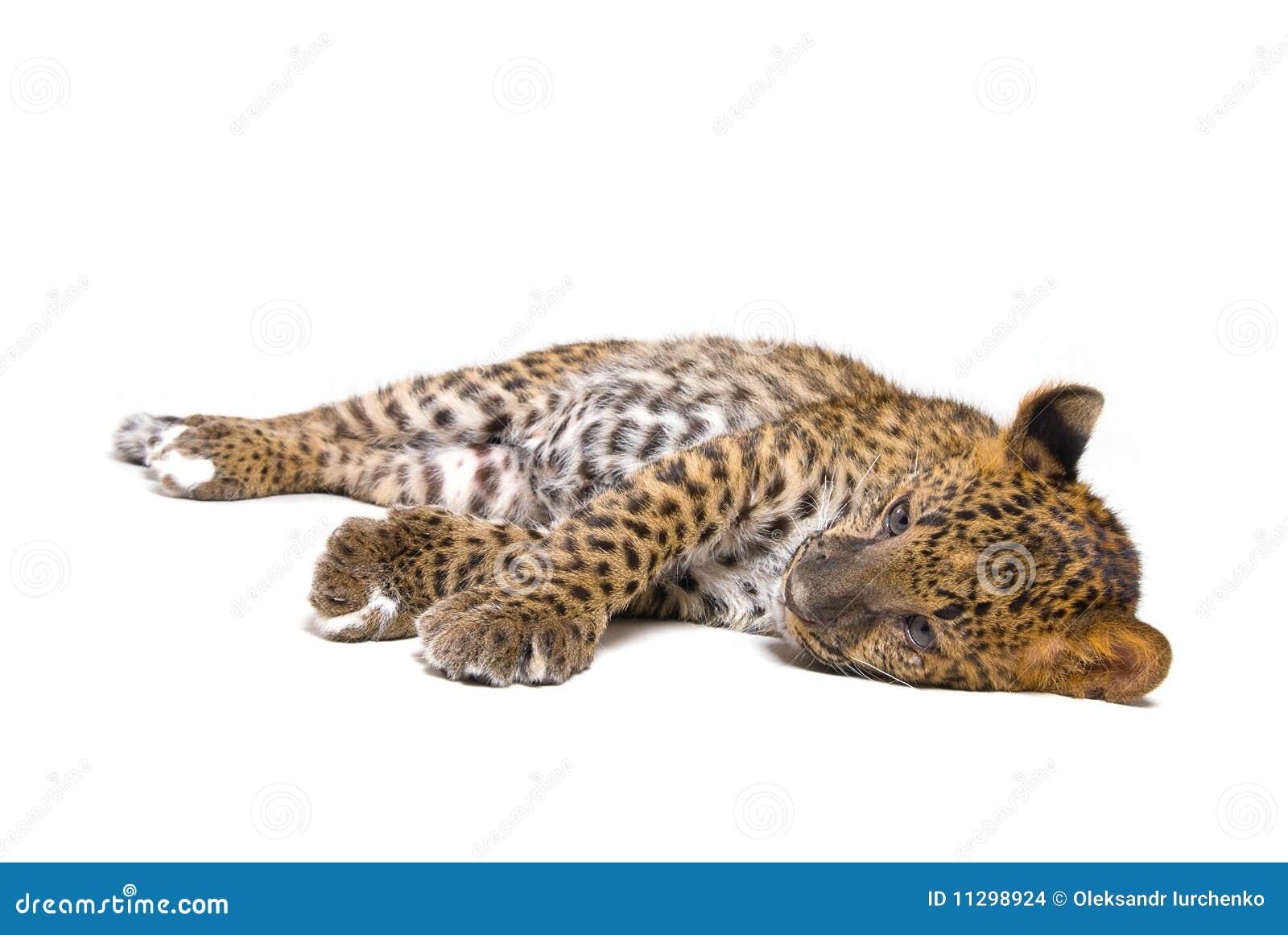 Small leopard stock photo. Image of endangered, small - 11298924