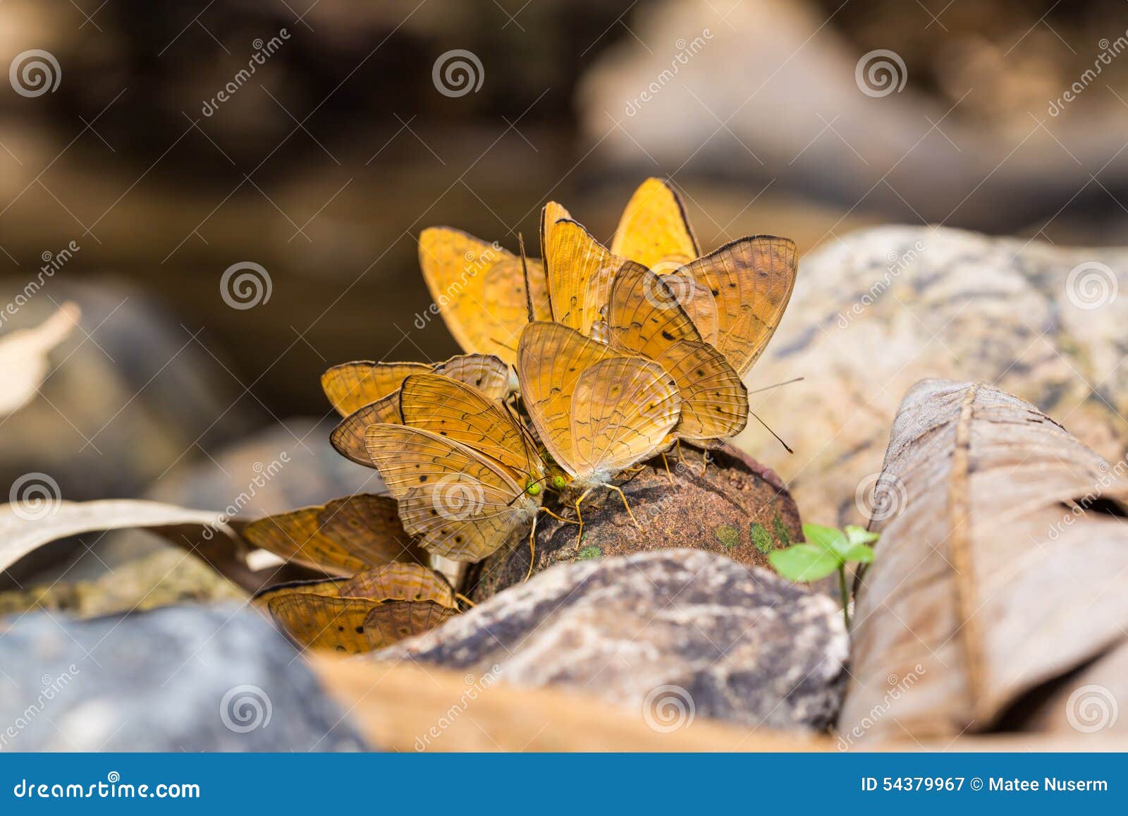 Small Leopard butterflies stock image. Image of invertebrate - 54379967