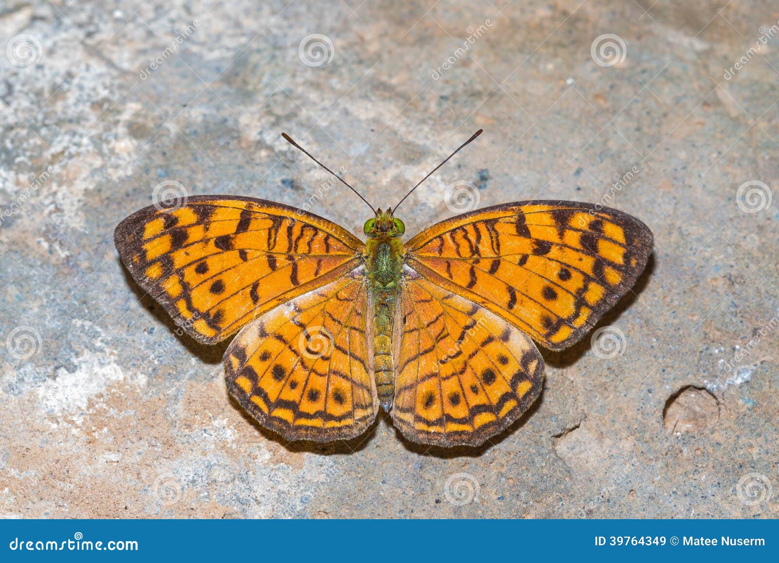 Small leopard butterfly stock image. Image of small, proboscis - 39764349