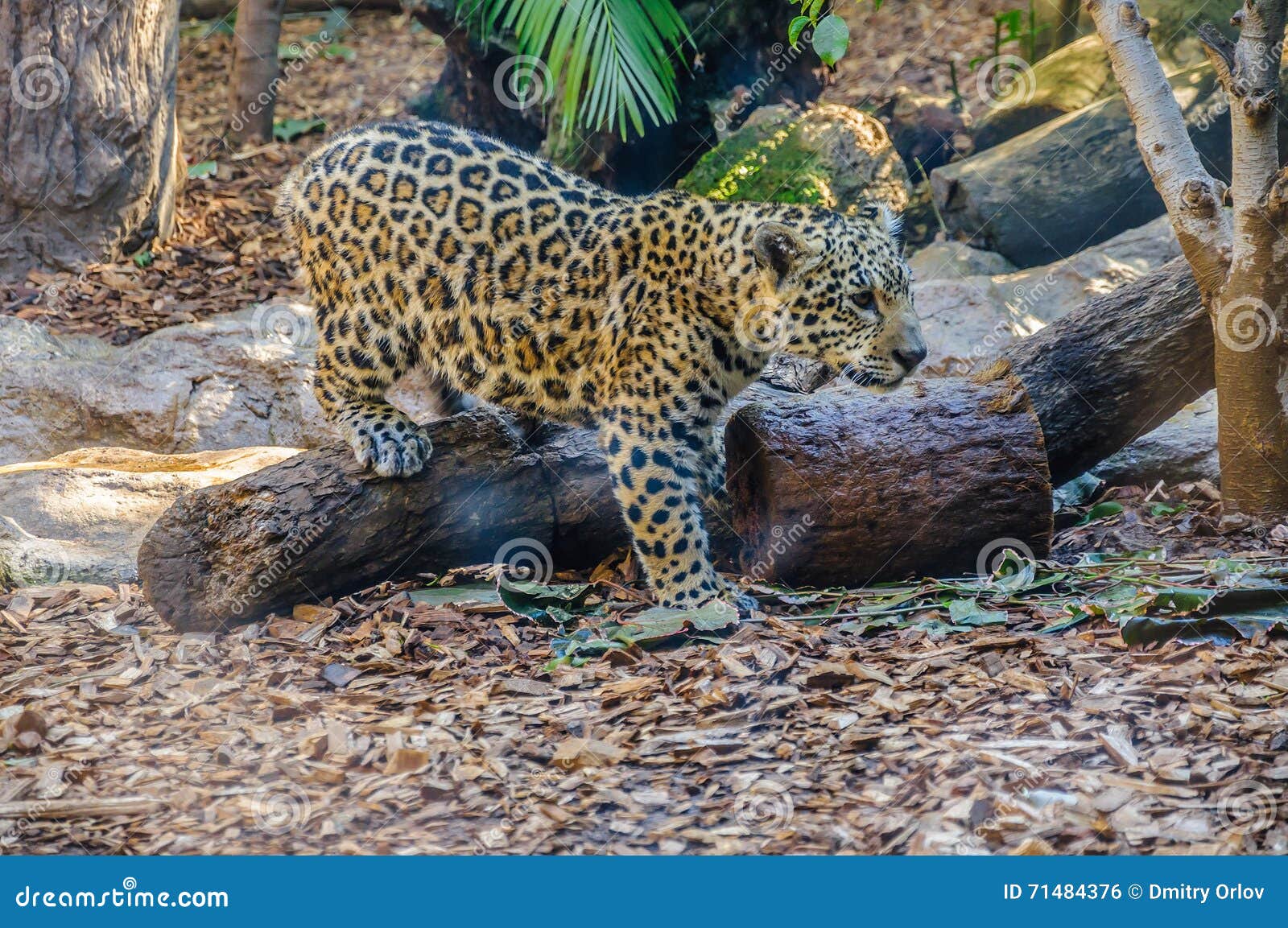Small Leopard Child is Playing in Loro Parque, Tenerife, Canary Stock ...
