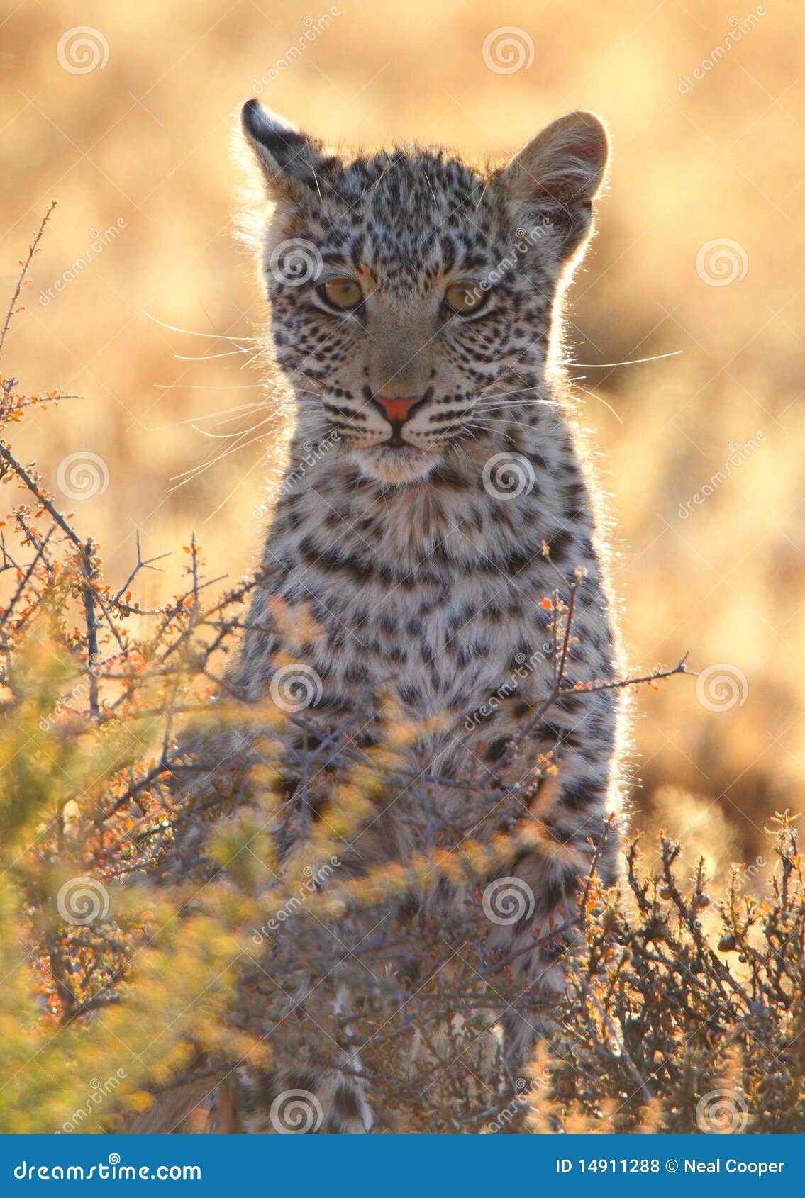 Small Leopard Cub Spotted Cat Stock Photo - Image of wildlife, panthera ...