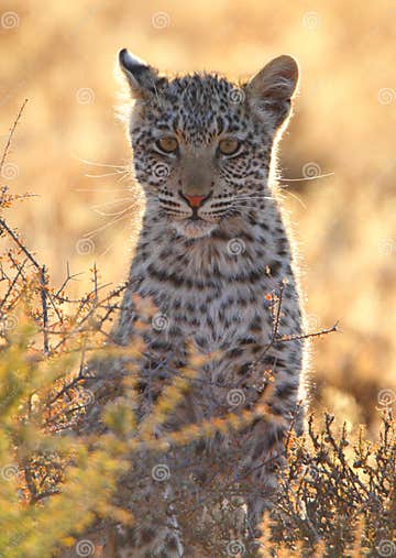 Small Leopard Cub Spotted Cat Stock Photo - Image of wildlife, panthera ...