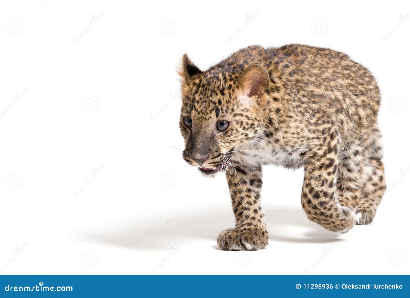 Small leopard running stock photo. Image of small, playful - 11298936