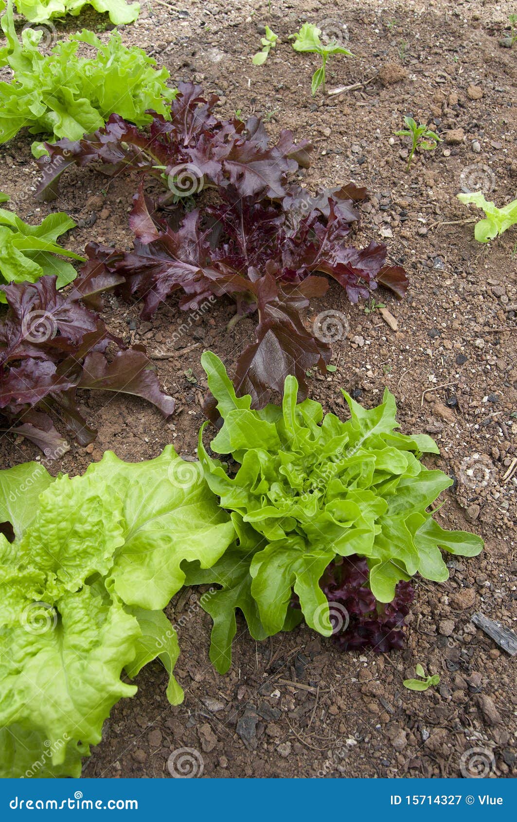 Small Lettuce Garden stock image. Image of leaf, lifestyle - 15714327