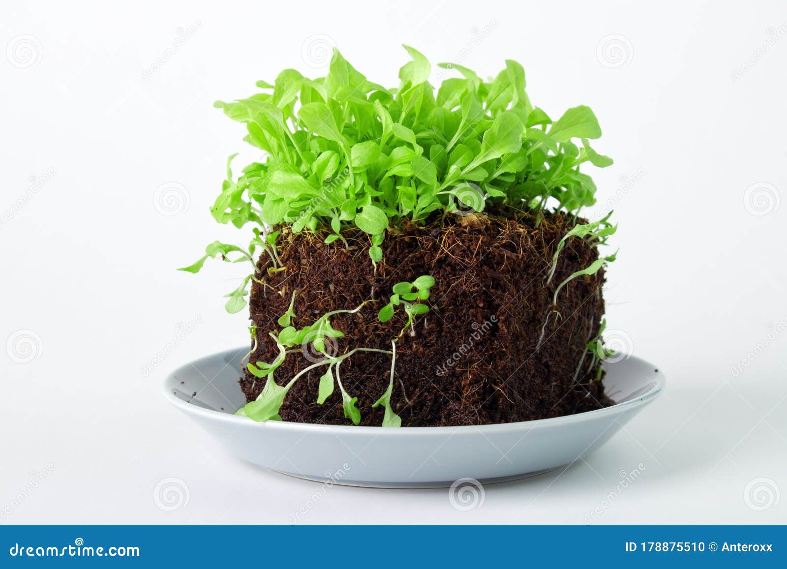 Soil cube plant stock photo. Image of plant, grow, small - 178875510