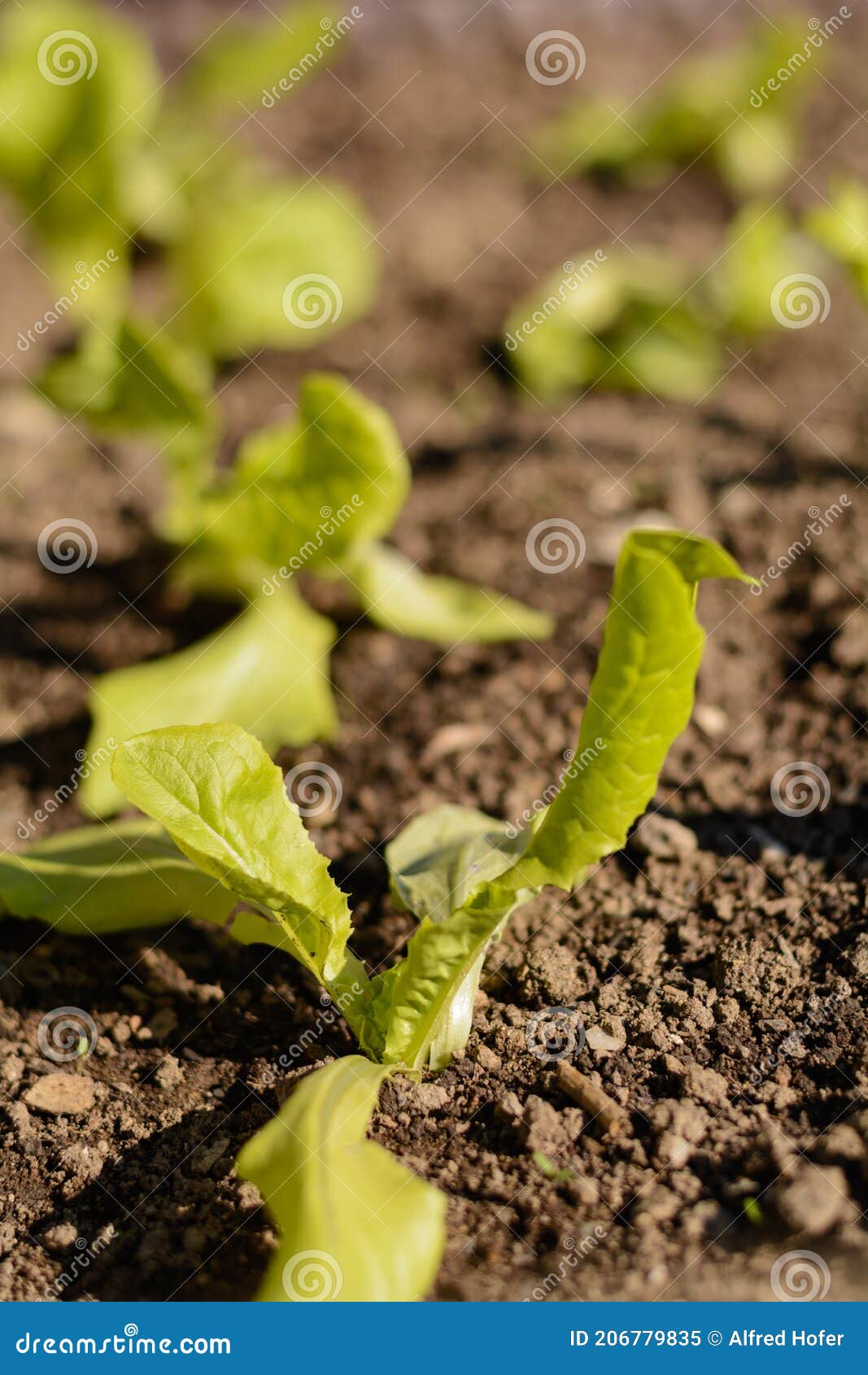 Small Lettuce Plants - Fresh Lettuce Stock Image - Image of green ...