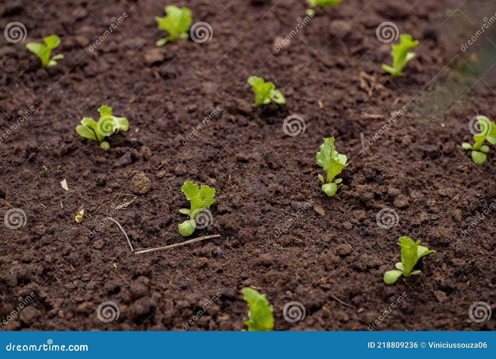 Small lettuce in soil stock photo. Image of outdoor - 218809236