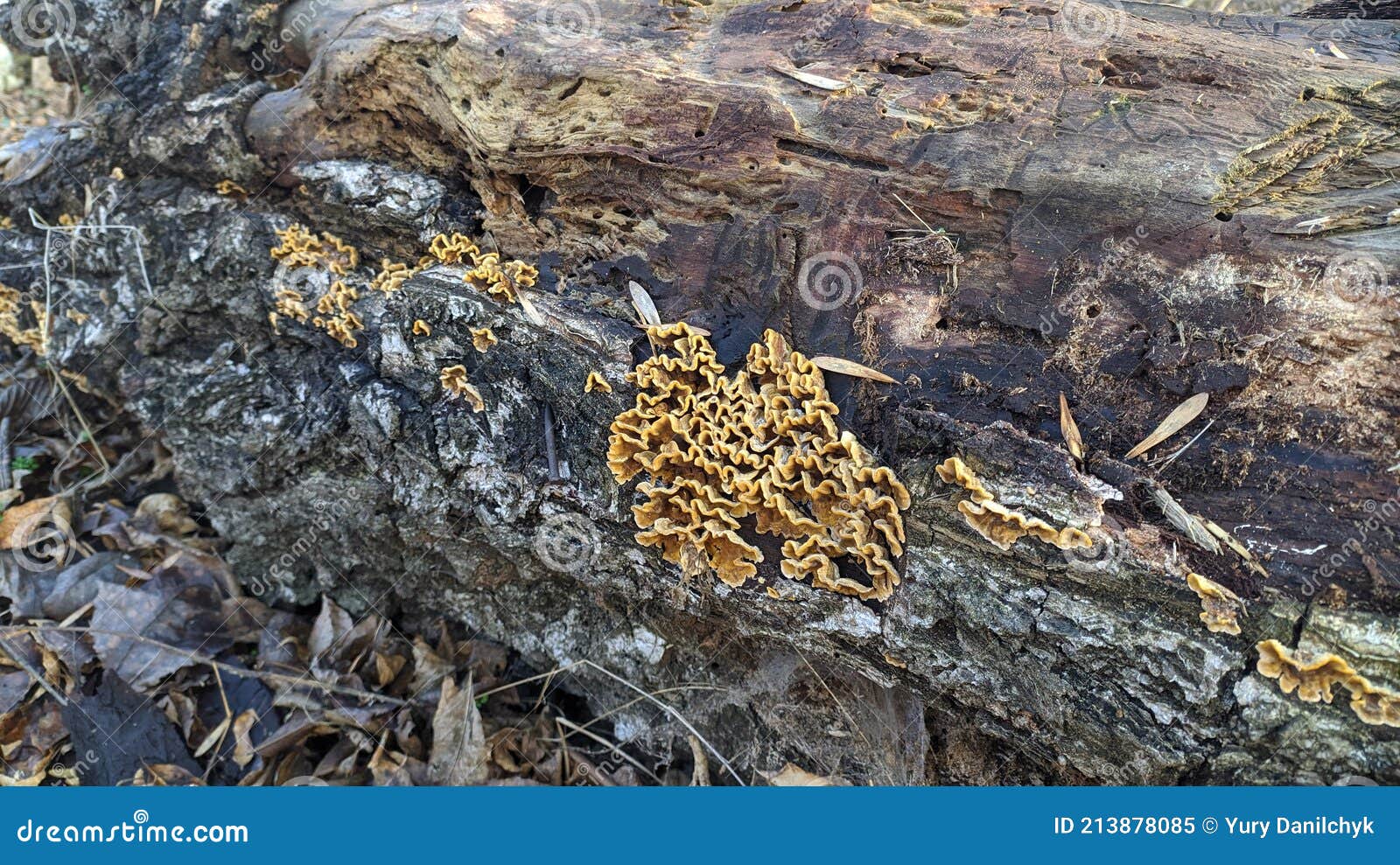 Small Lichen stock image. Image of branch, wood, soil - 213878085