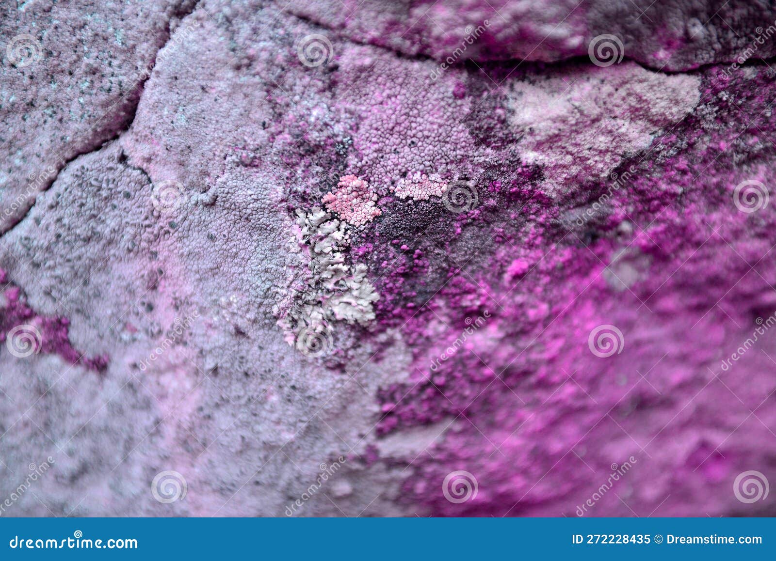 Small Lichens on Red Stone Background Stock Image - Image of natural, beauty: 272228435