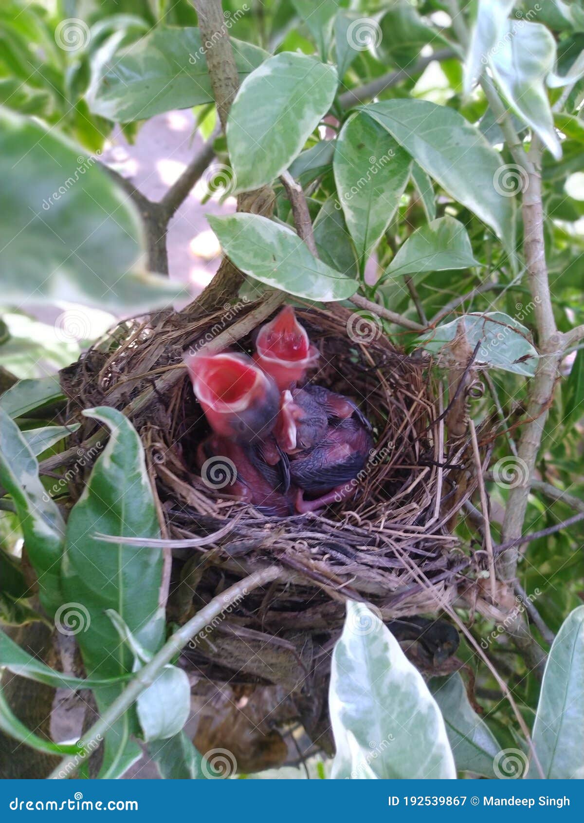 A small life stock image. Image of birds, small, life - 192539867