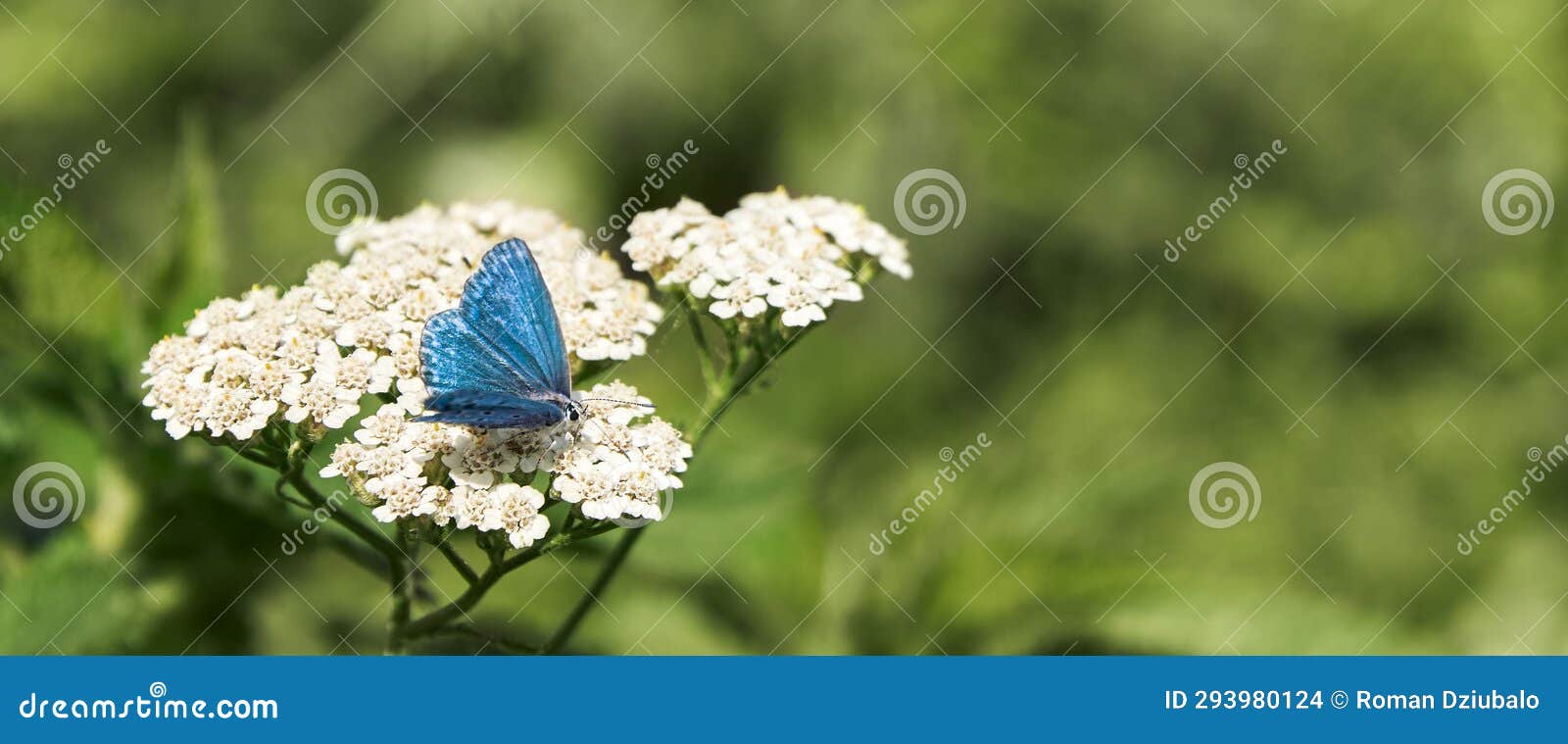 Small Light Blue Butterfly on White Yarrow Inflorescence. Copy Space ...