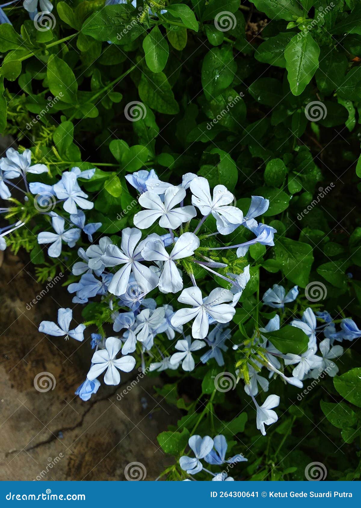 Small Light Blue Flowers with Small Green Leaves in the Yard Stock ...