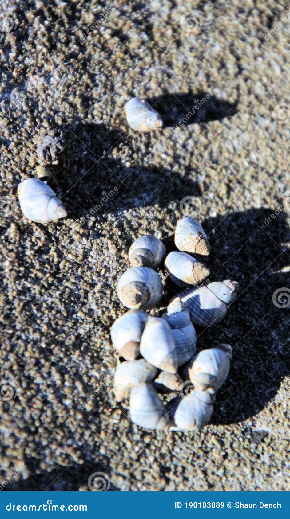 Small Sea Shells Sheltering on a Rock Stock Image - Image of stone ...