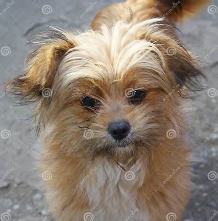 Small Light Brown Dog stock image. Image of lovable, puppy - 1946967