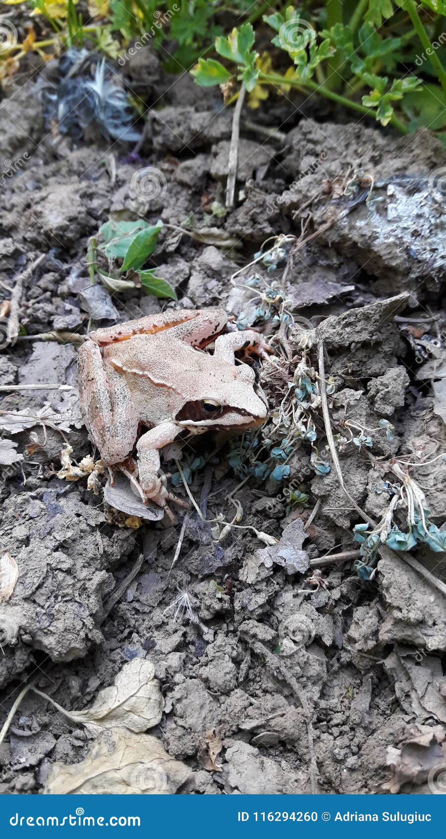 Light brown frog stock photo. Image of environment, water - 116294260