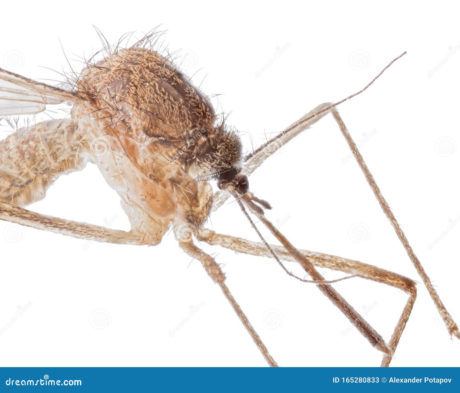 Small Light Brown Mosquito Closeup Stock Image - Image of close, animal ...