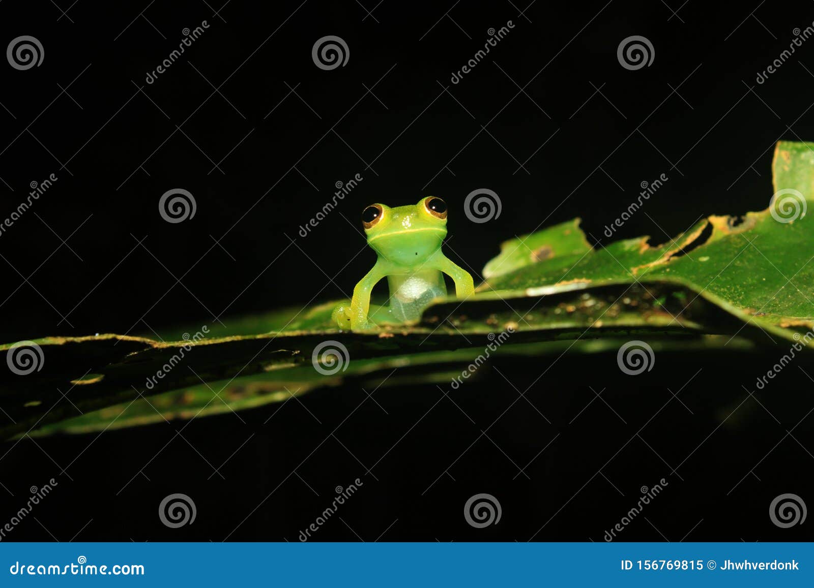 A Small Light Green Glass Frog with the Intestines Visible Sitting in ...