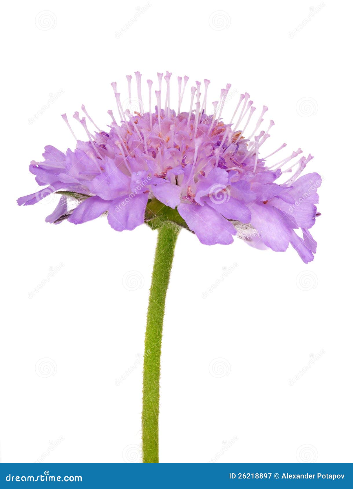 6,280 Small Single Flower Head Stock Photos - Free & Royalty-Free Stock ...