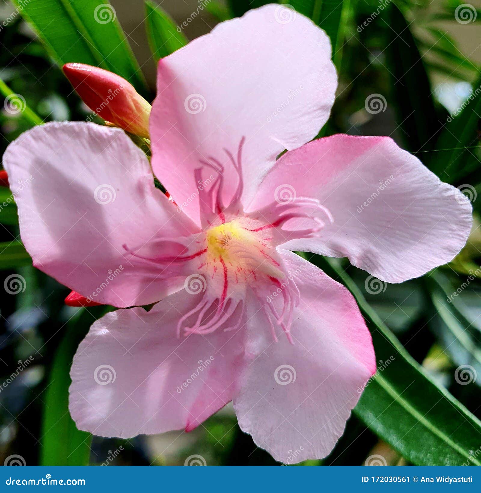 A small light pink flower stock image. Image of flower - 172030561