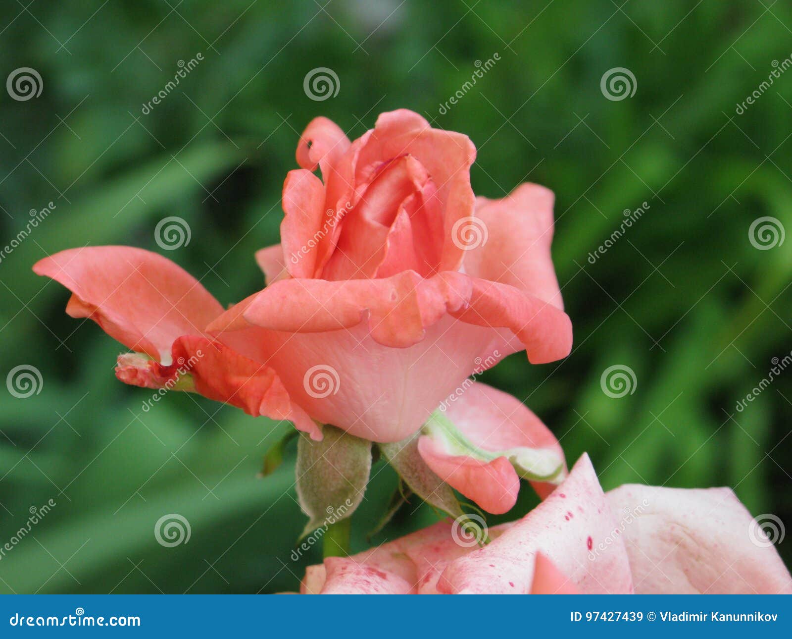 Small light pink rose stock image. Image of decorative - 97427439