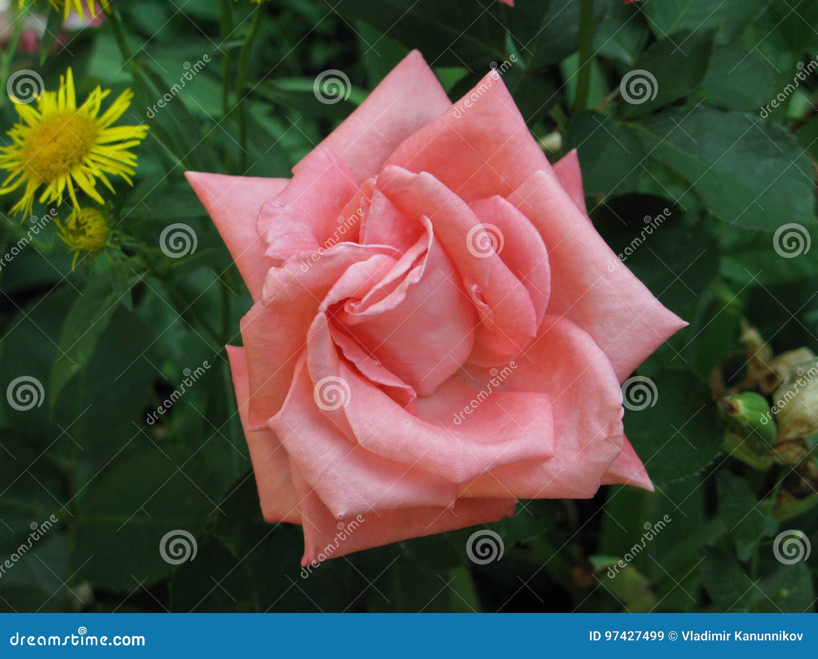 Small light pink rose stock image. Image of shot, flower - 97427499