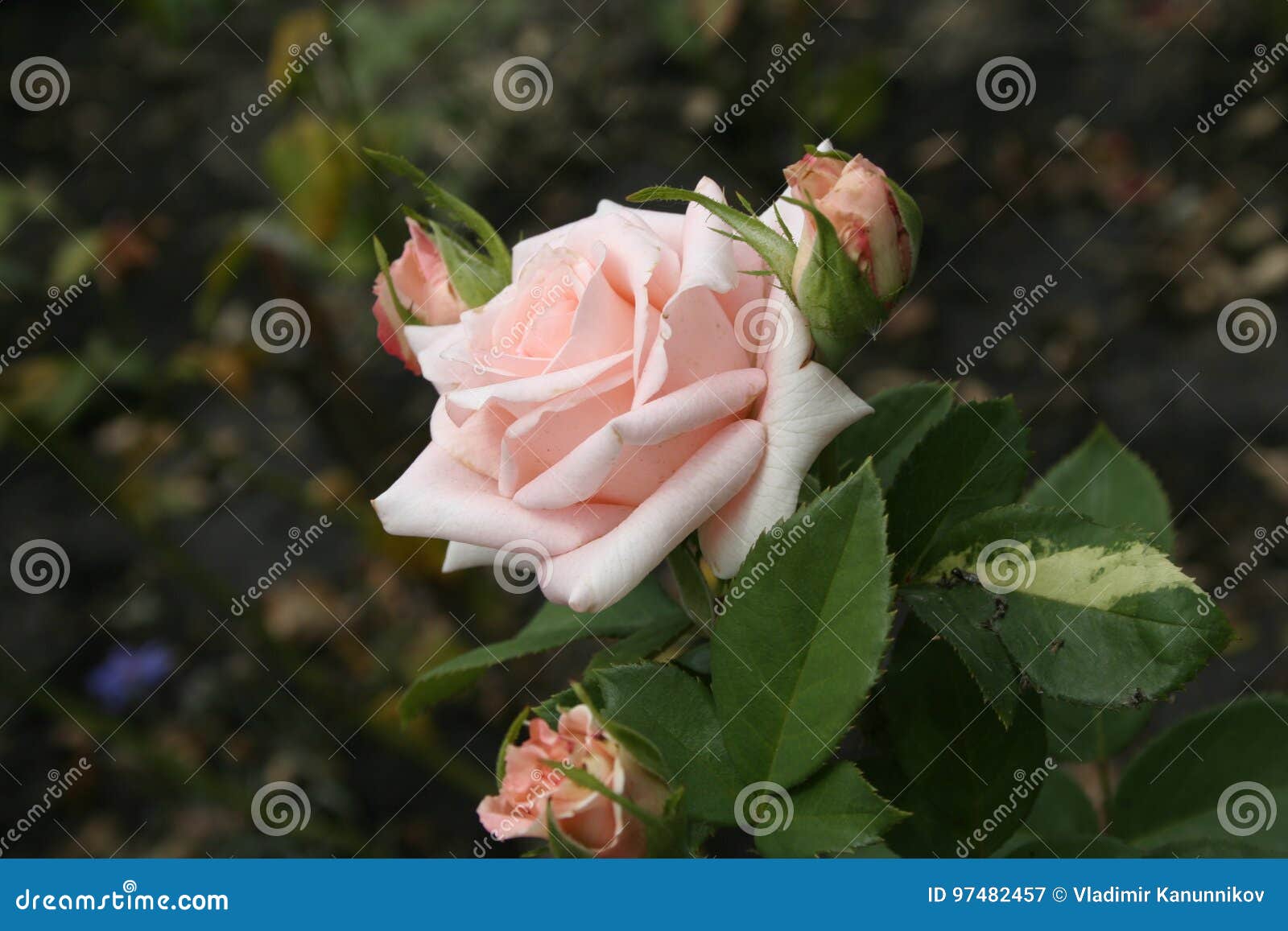 Small light pink rose stock image. Image of beautiful - 97482457