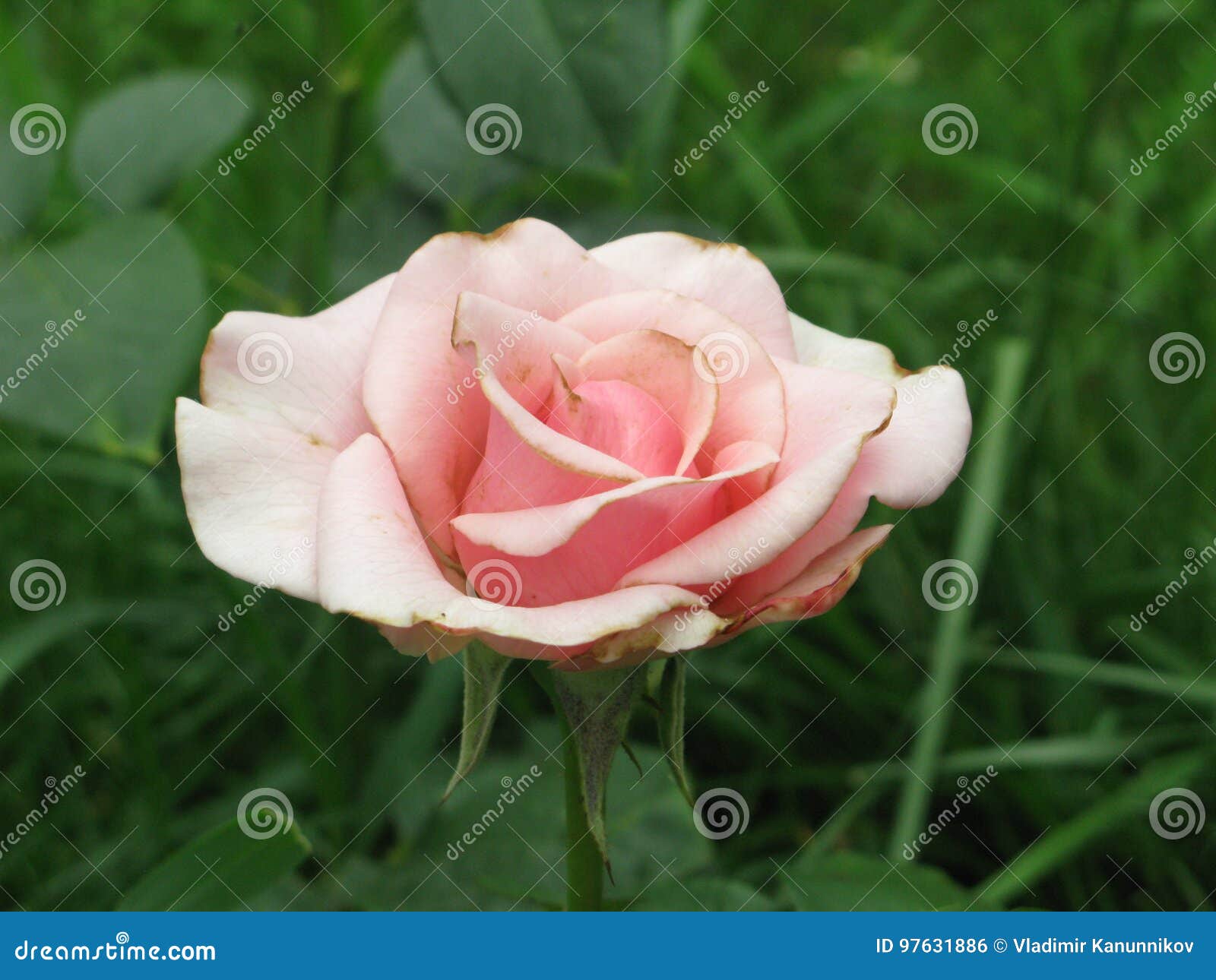Small light pink rose stock photo. Image of decoration - 97631886