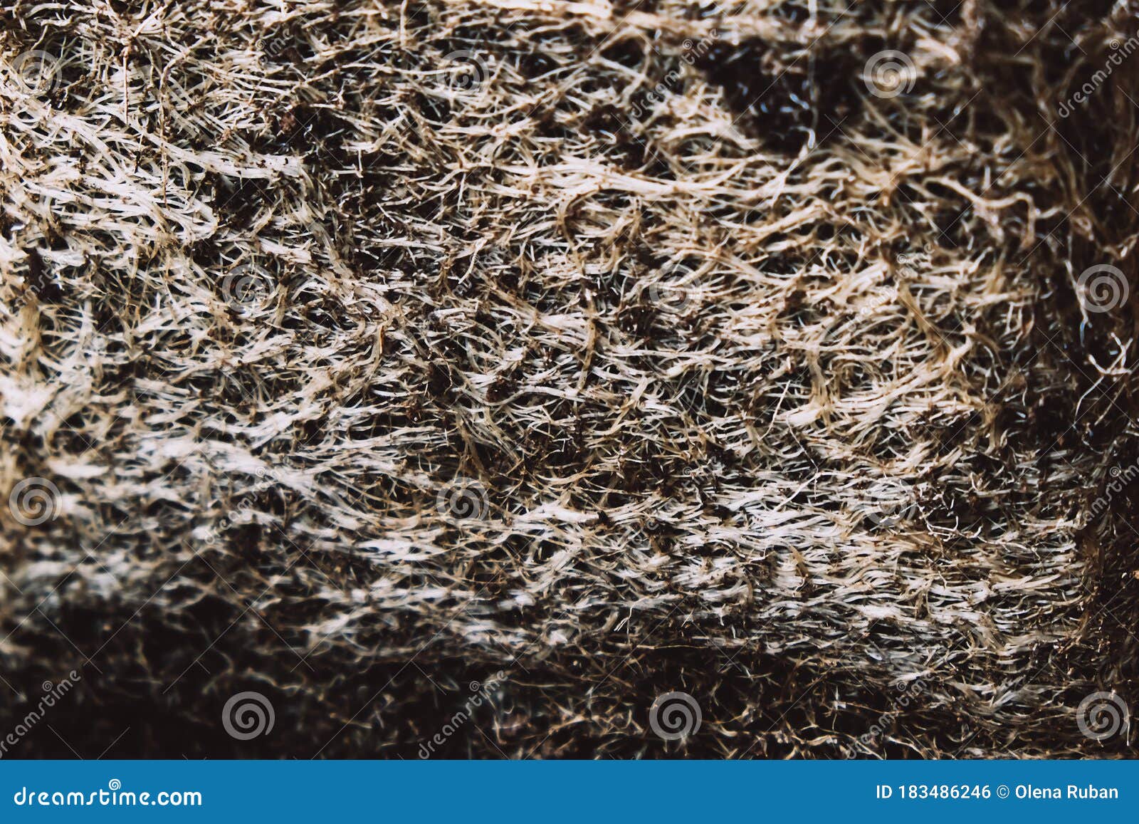 Small Light Roots of a Plant Closeup Stock Photo - Image of pattern ...
