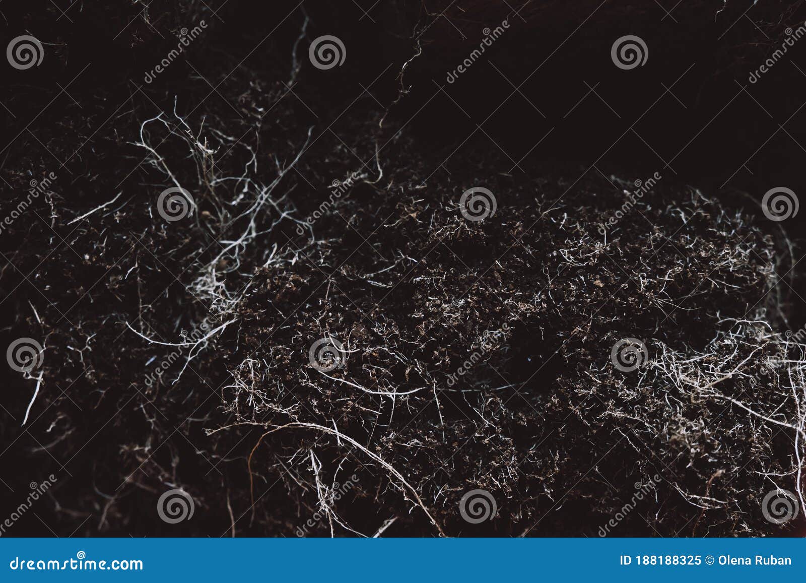 Small Light Roots of a Plant Closeup Stock Image - Image of outdoors ...